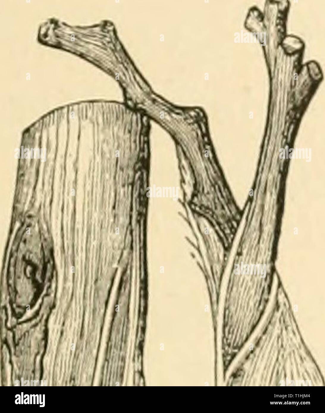 Diseases of plants induced by Diseases of plants induced by cryptogamic ...