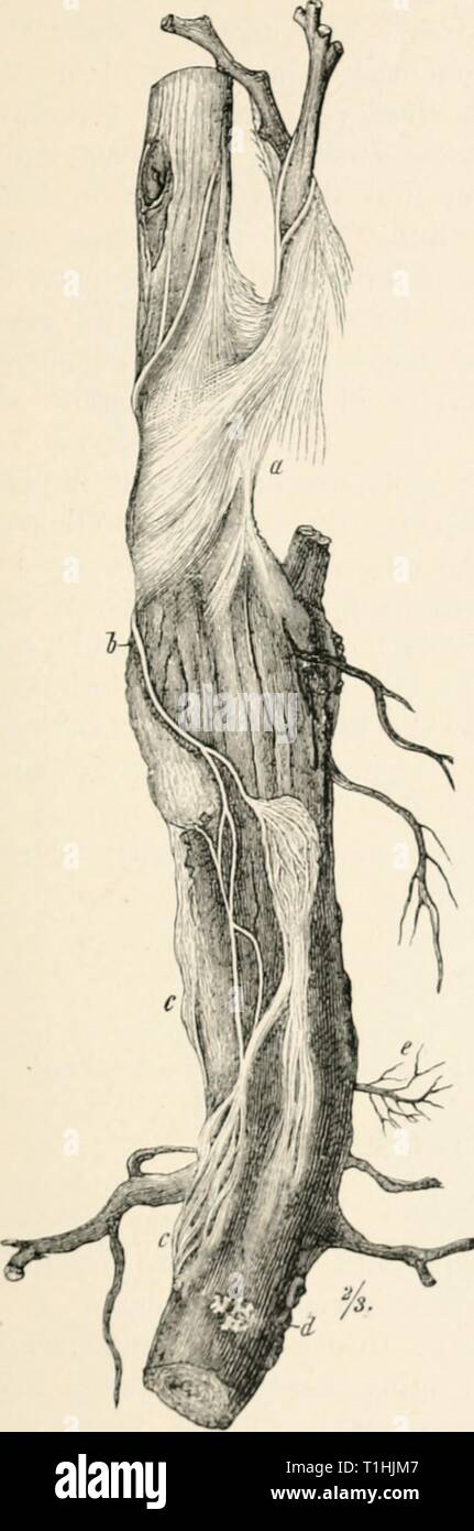 Diseases of plants induced by Diseases of plants induced by cryptogamuc ...