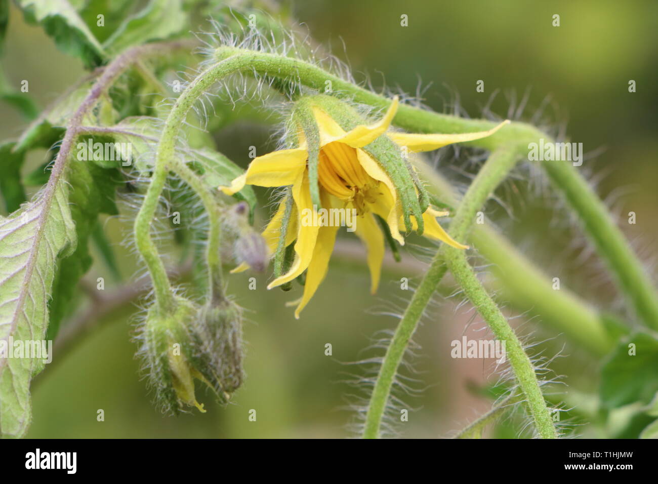 Yellow flower vegetable plantation hi-res stock photography and images ...