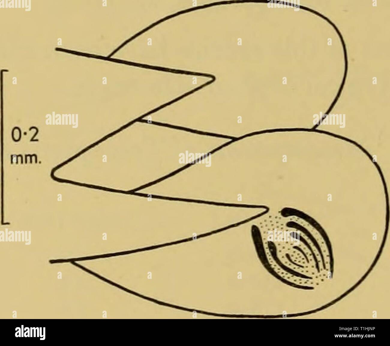 Tomopteris hi-res stock photography and images - Alamy