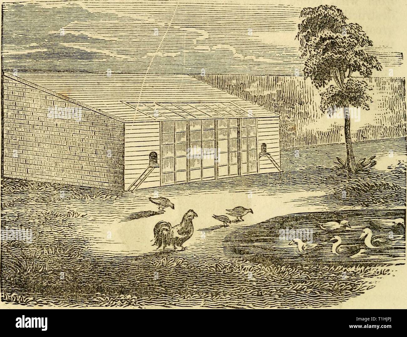 Domestic animals history and Stock Photo - Alamy