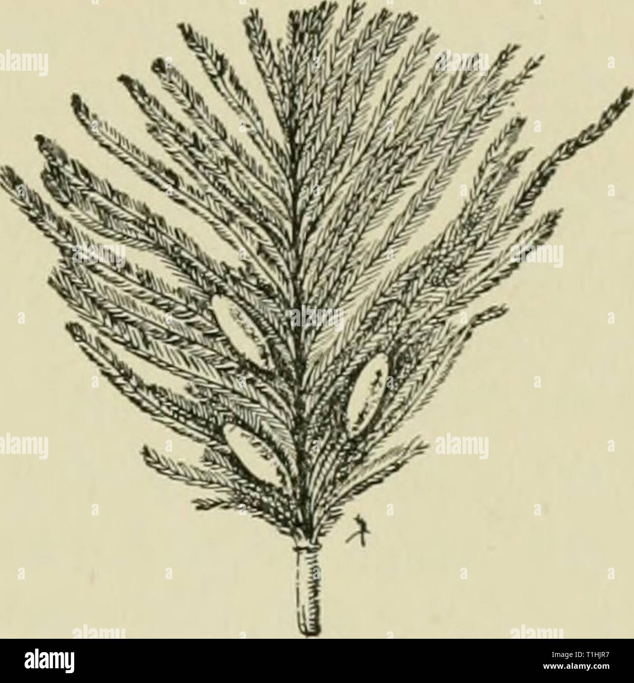 Parasites on chickens hi-res stock photography and images - Alamy