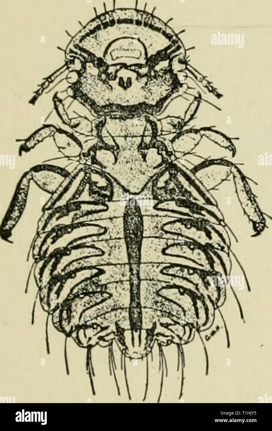 Feather lice hi-res stock photography and images - Alamy
