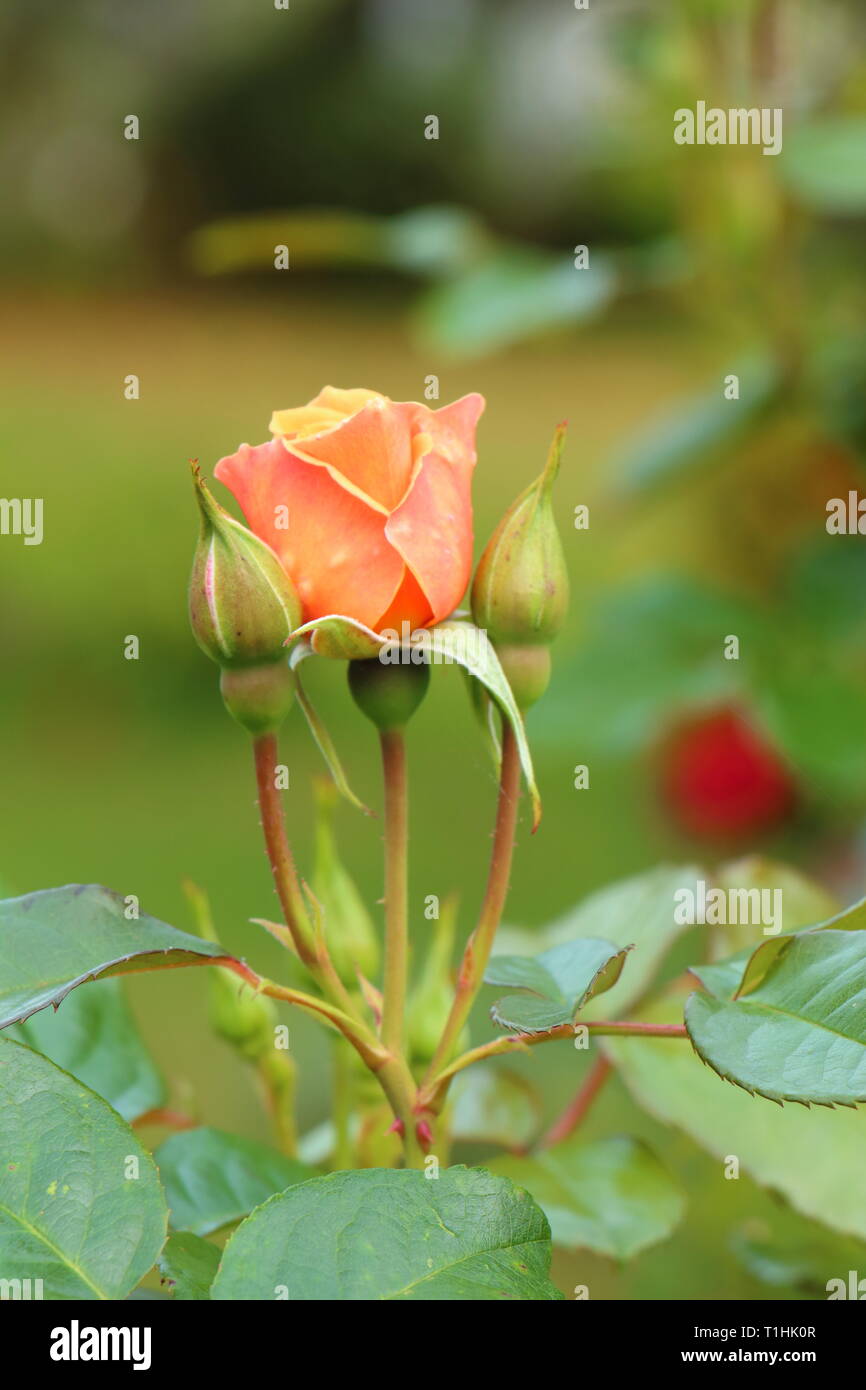 Orange rose flower and buds in a garden Stock Photo - Alamy