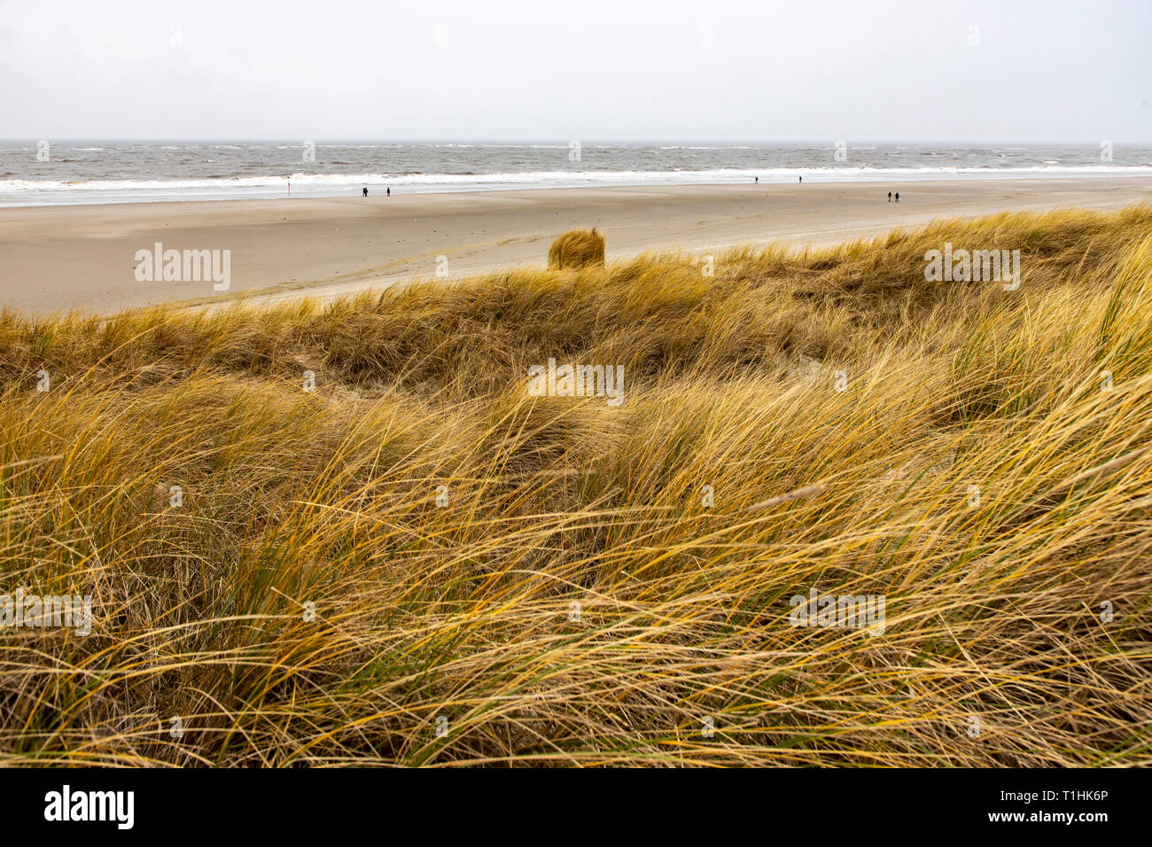 North Sea island Langeoog, Ostfriesland, Lower Saxony, beach, dunes ...