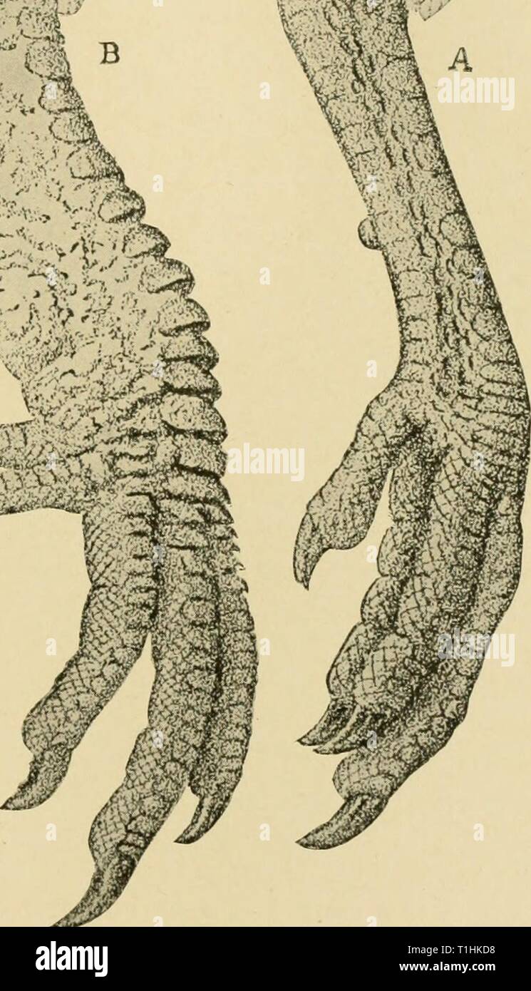 Diseases of poultry; their etiology, Diseases of poultry; their ...