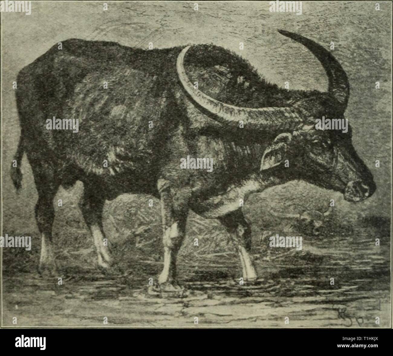 Domesticated animals and plants; a Stock Photo - Alamy