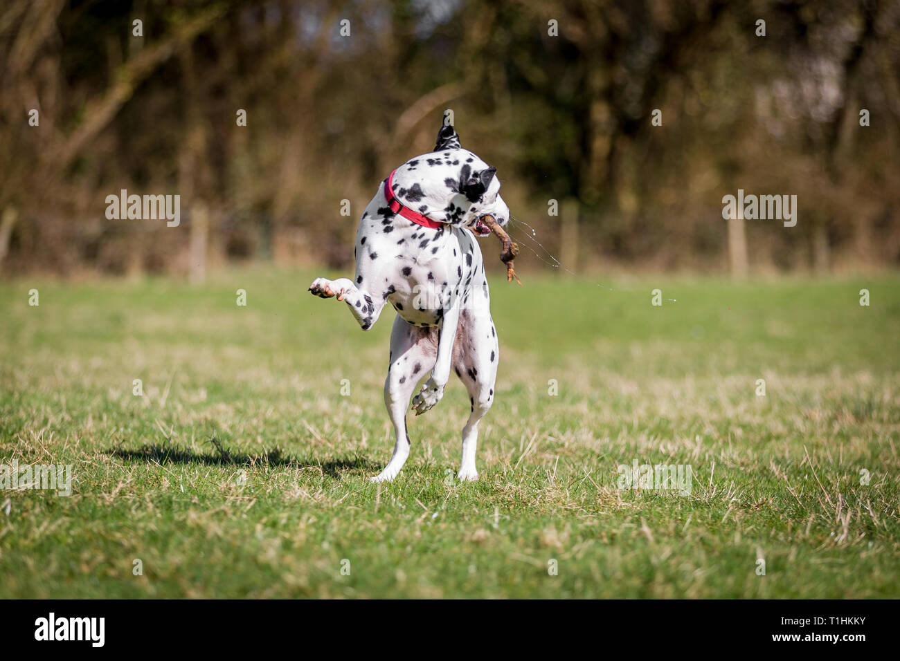 Dalmatian Shaking stick Stock Photo - Alamy