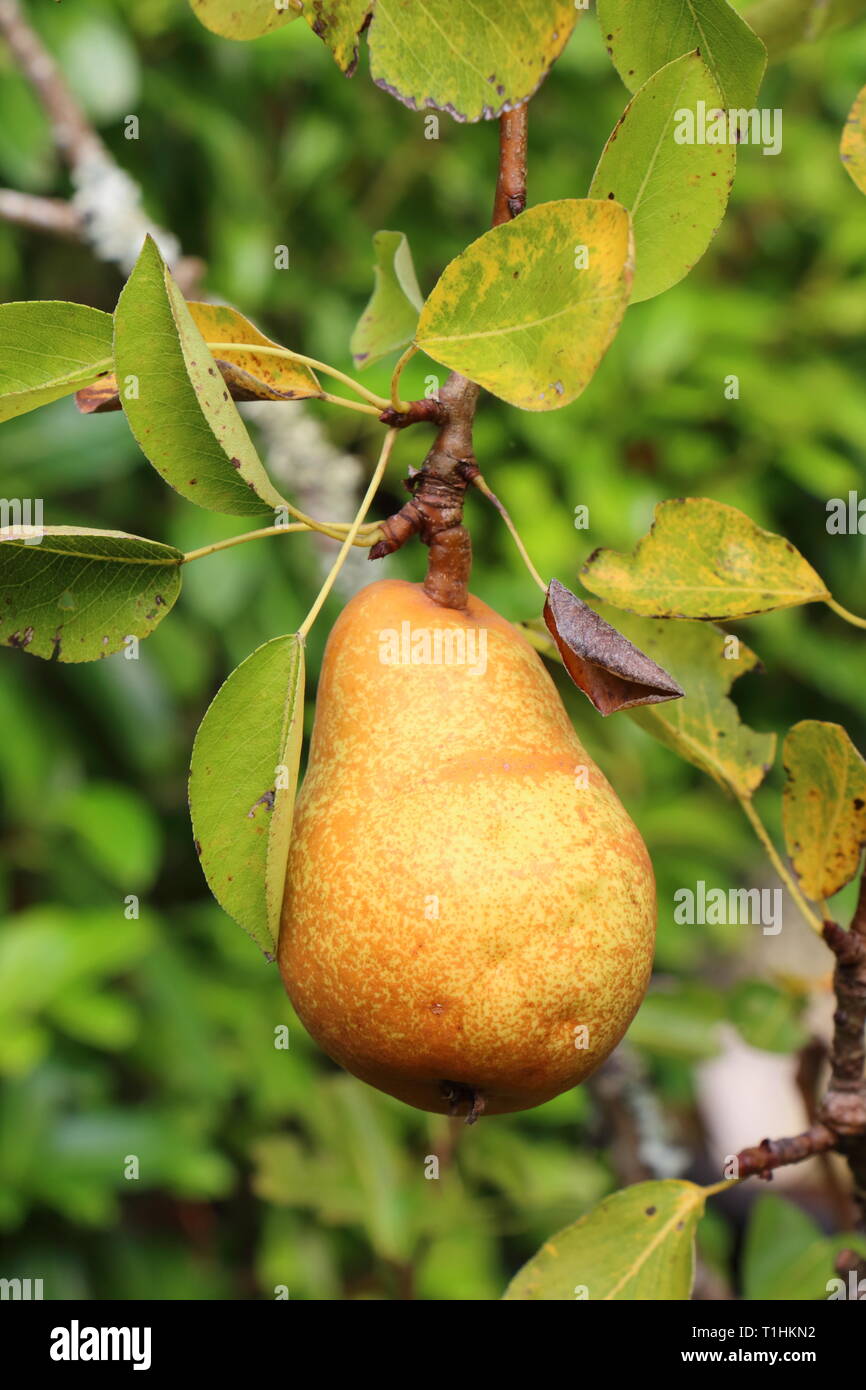 Yellow pear ripening on a pear tree in an orchard Stock Photo - Alamy
