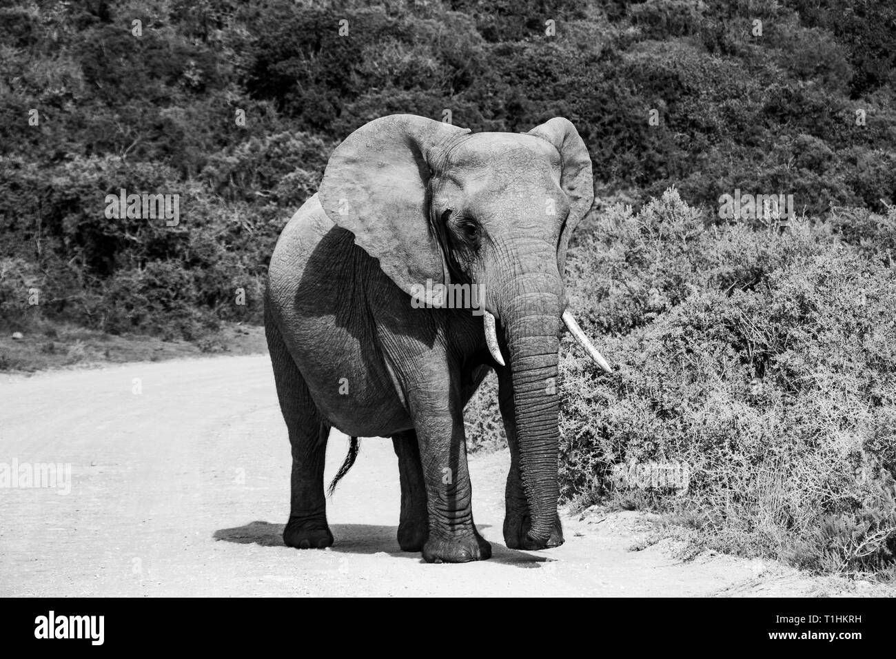 Elephant and elephant. Kenya. Safari in Africa. African elephant ...