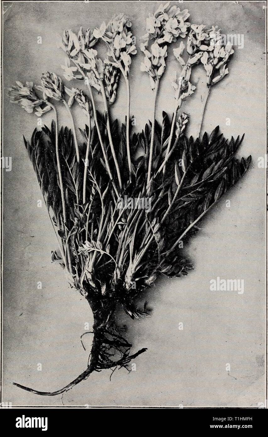 Diseases of cattle, sheep, goats Diseases of cattle, sheep, goats and ...