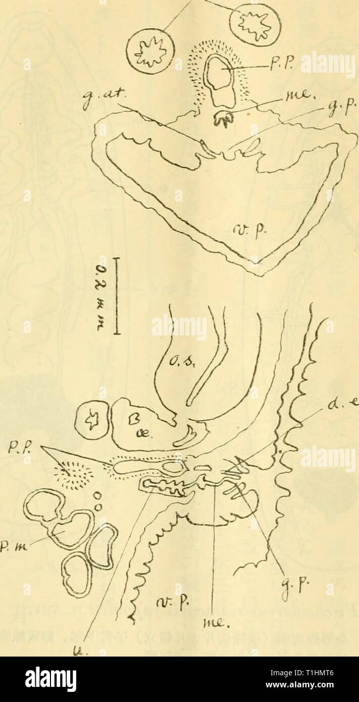 Dobutsugaku zasshi (1922 Stock Photo - Alamy