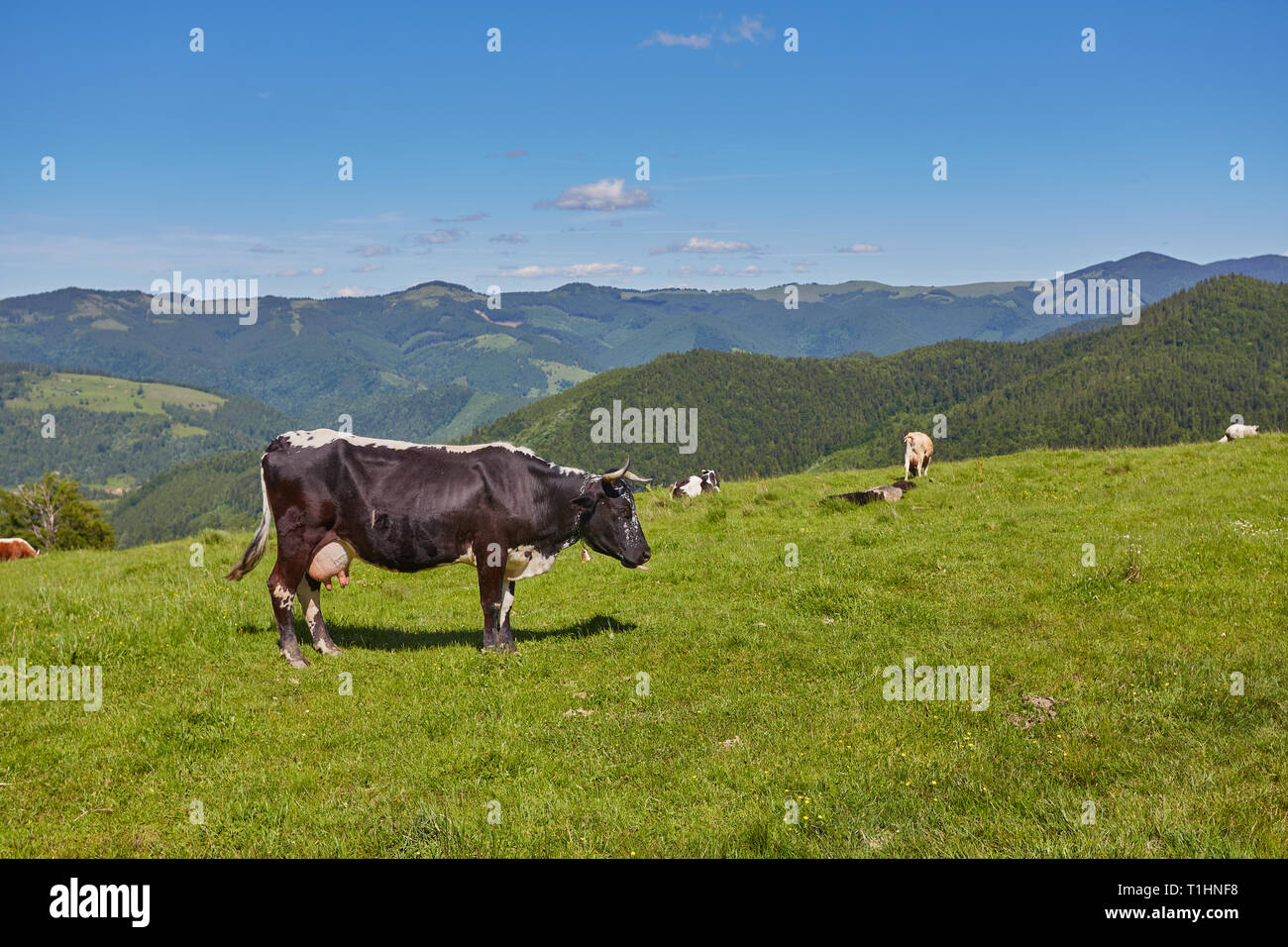 Alpine cow. Cows are often kept on farms and in villages. This is ...