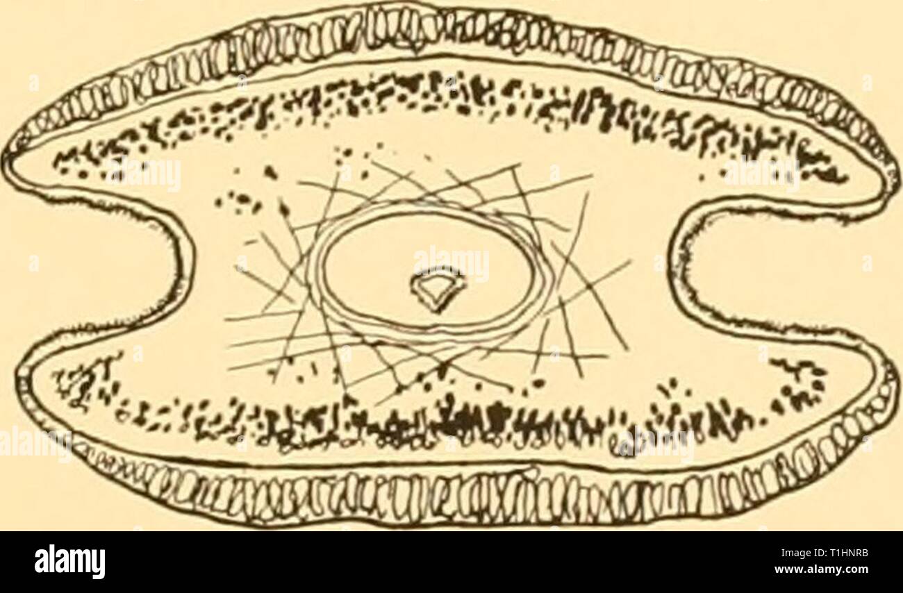 Discovery reports (1934) Discovery reports discoveryreports09inst Year ...