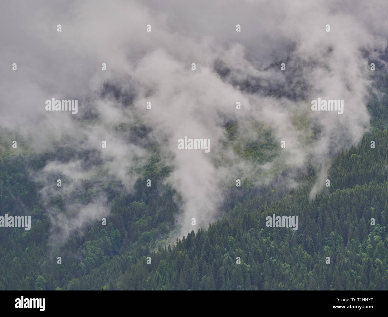 nature panorama green forest mountain fog cloud travel tourism ...