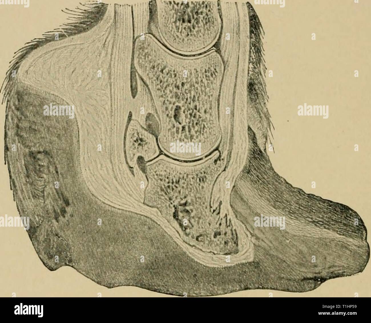 Diseases of the horse's foot Stock Photo - Alamy