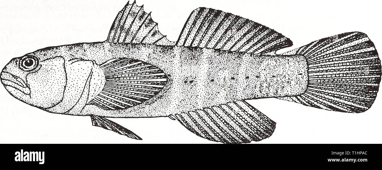 Distribution and abundance of fishes Stock Photo - Alamy