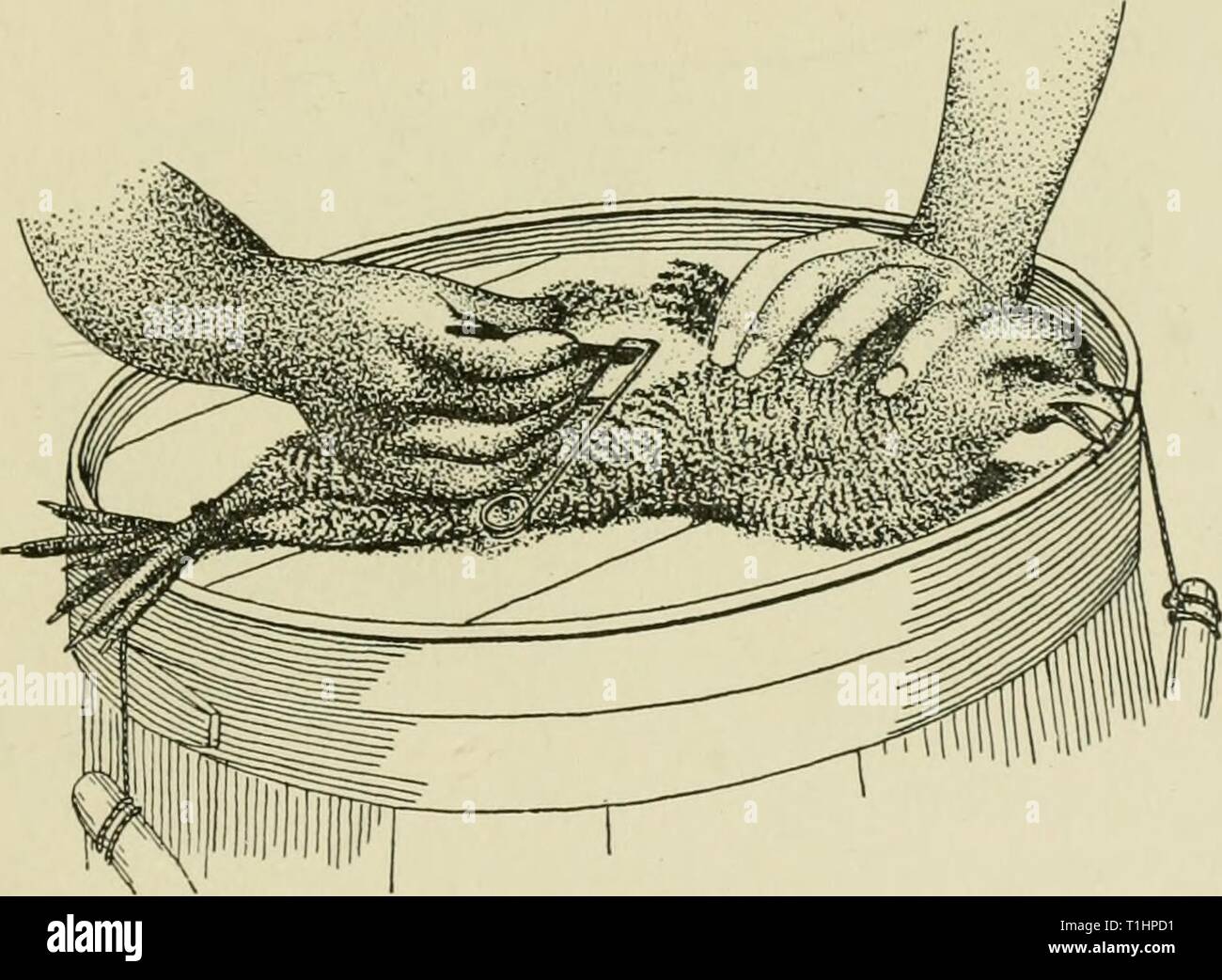 Skin pulled back hi-res stock photography and images - Alamy