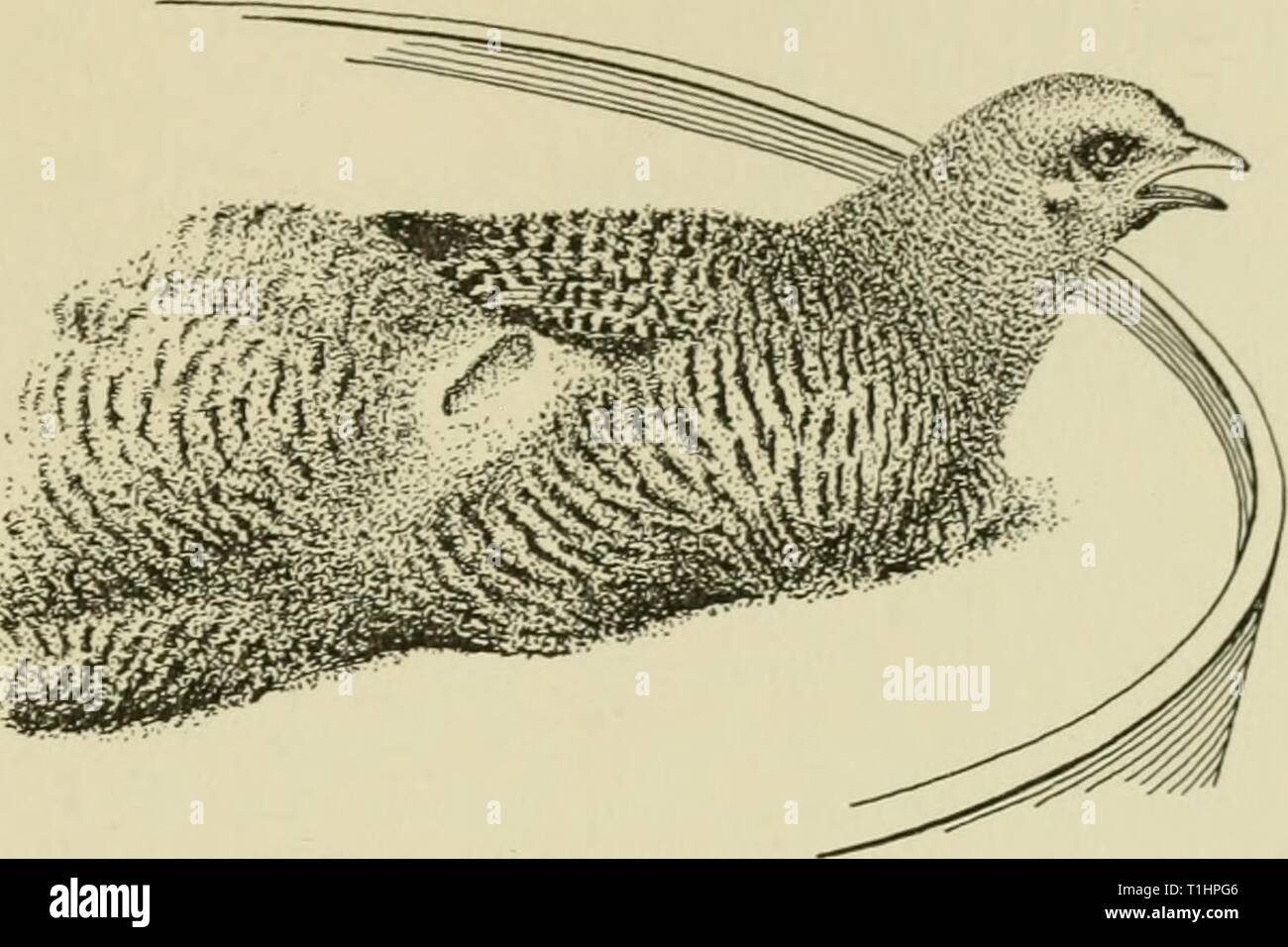 Spermatic cord hi-res stock photography and images - Alamy