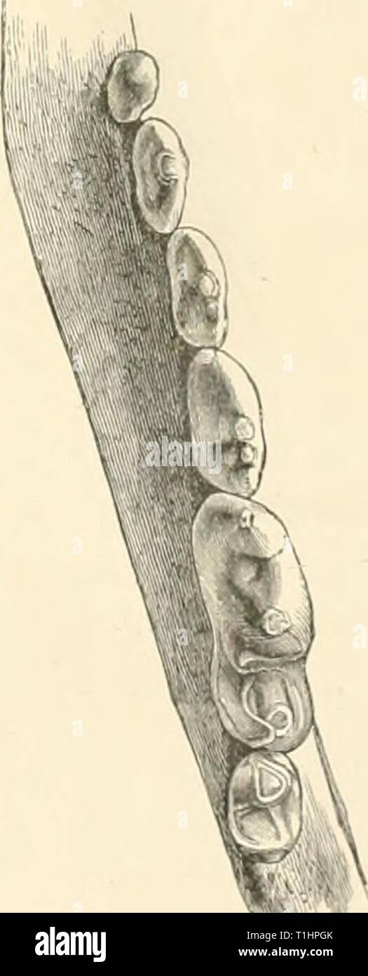 Dogs, jackals, wolves, and foxes Dogs, jackals, wolves, and foxes: a ...