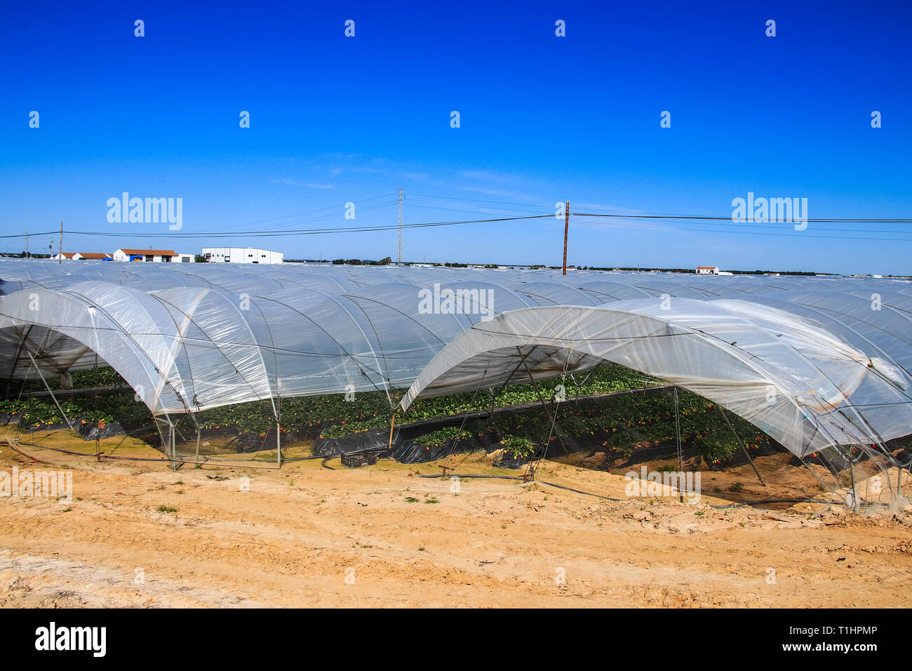 Strawberry crop. Growing strawberries Stock Photo - Alamy