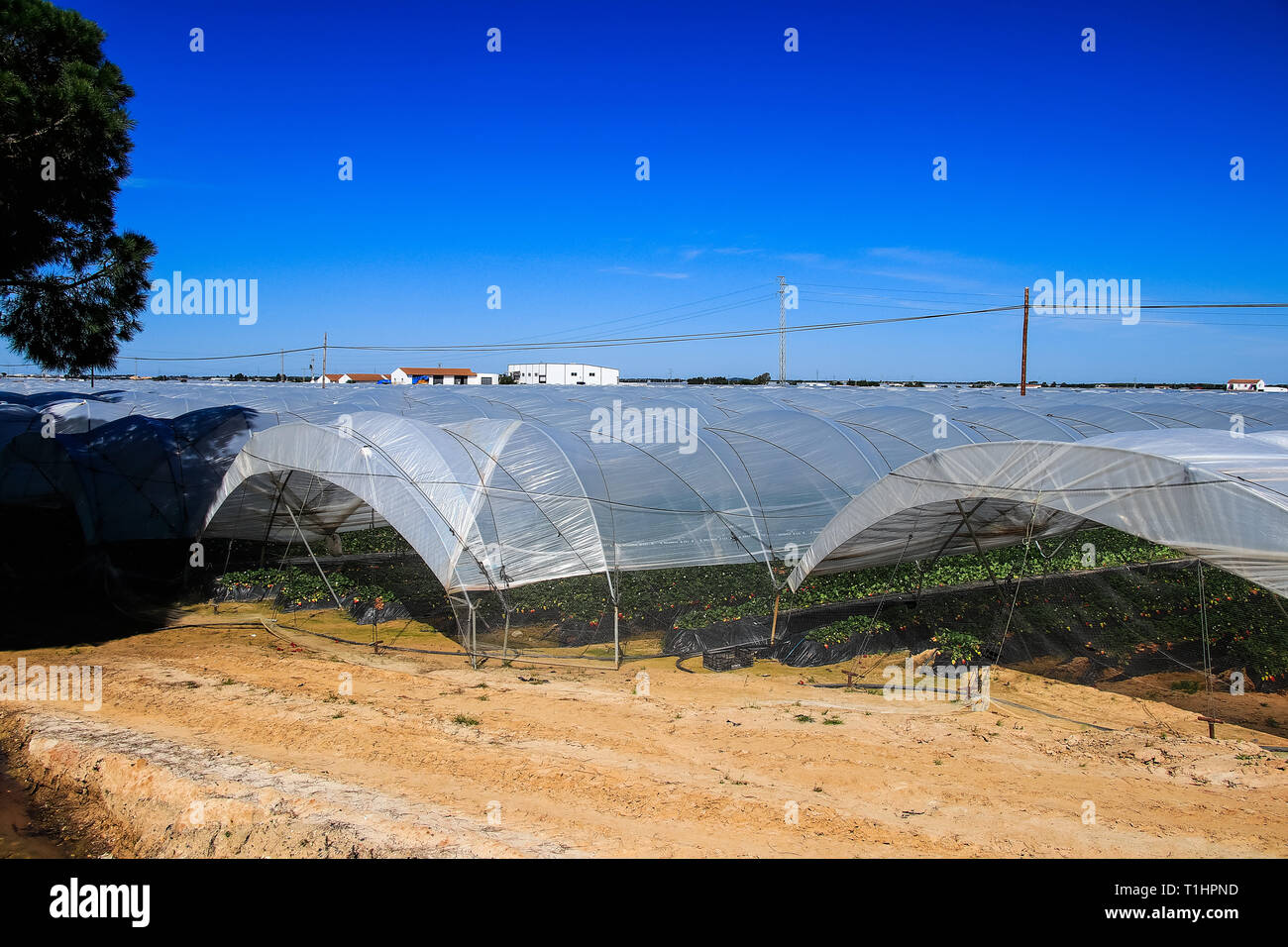 Strawberry crop. Growing strawberries Stock Photo - Alamy