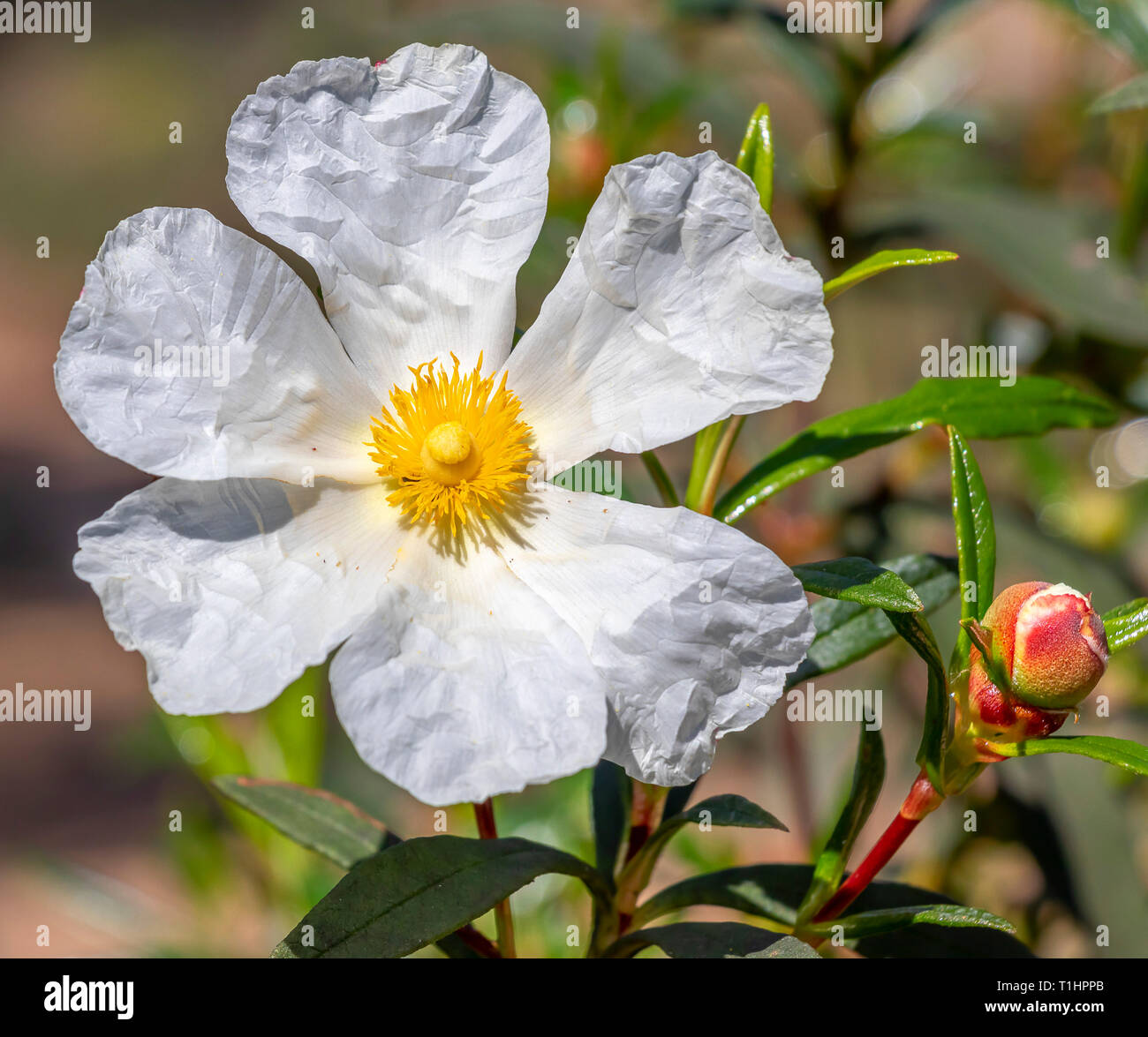 White rock-rose flower Stock Photo - Alamy