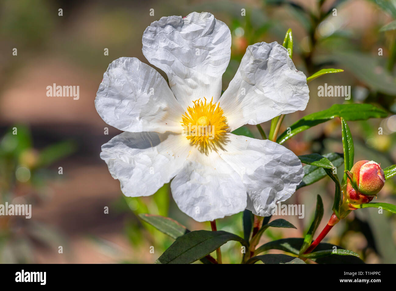 White rock-rose flower Stock Photo - Alamy