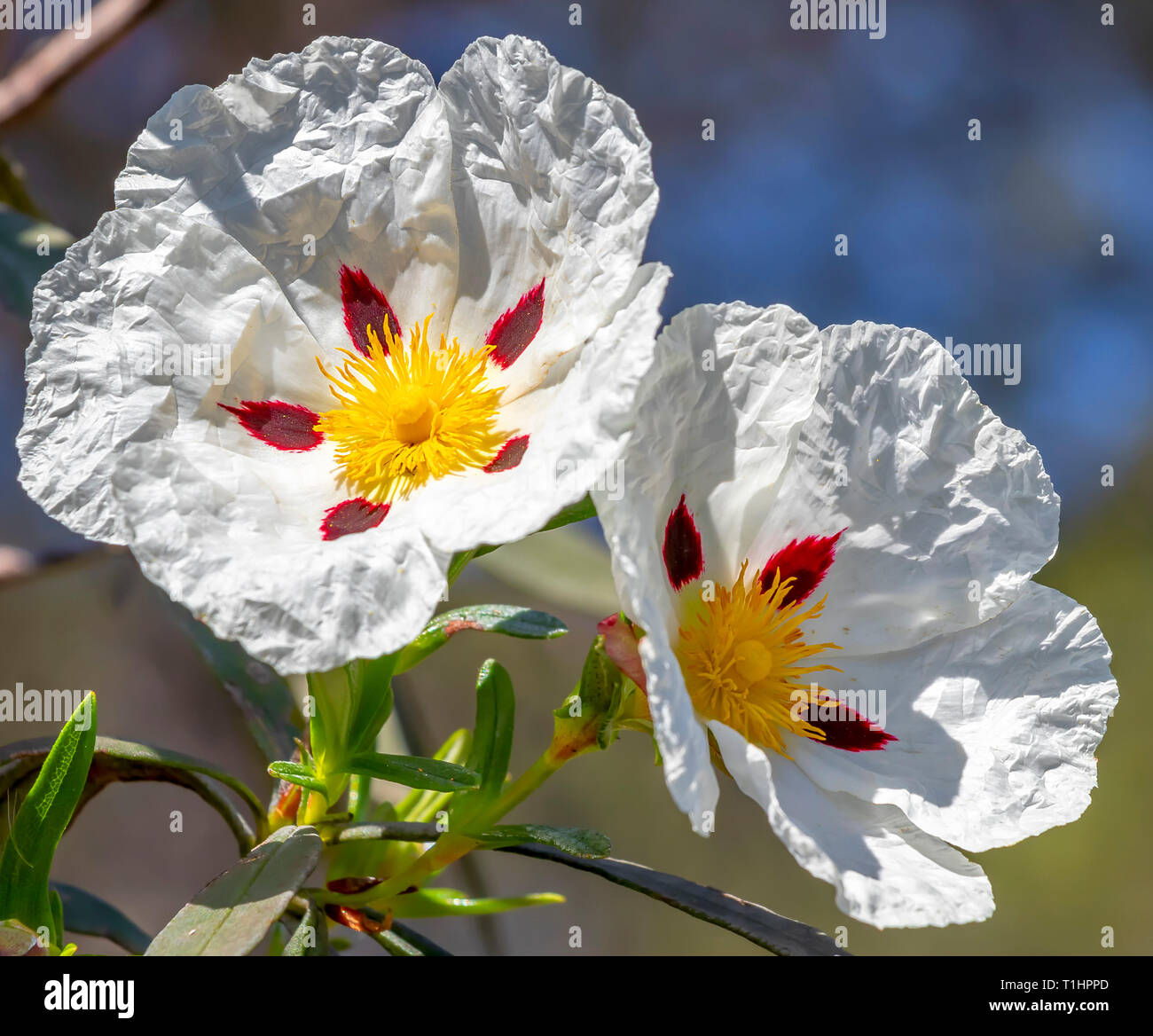 White rock-rose flowers with crimson markings Stock Photo - Alamy