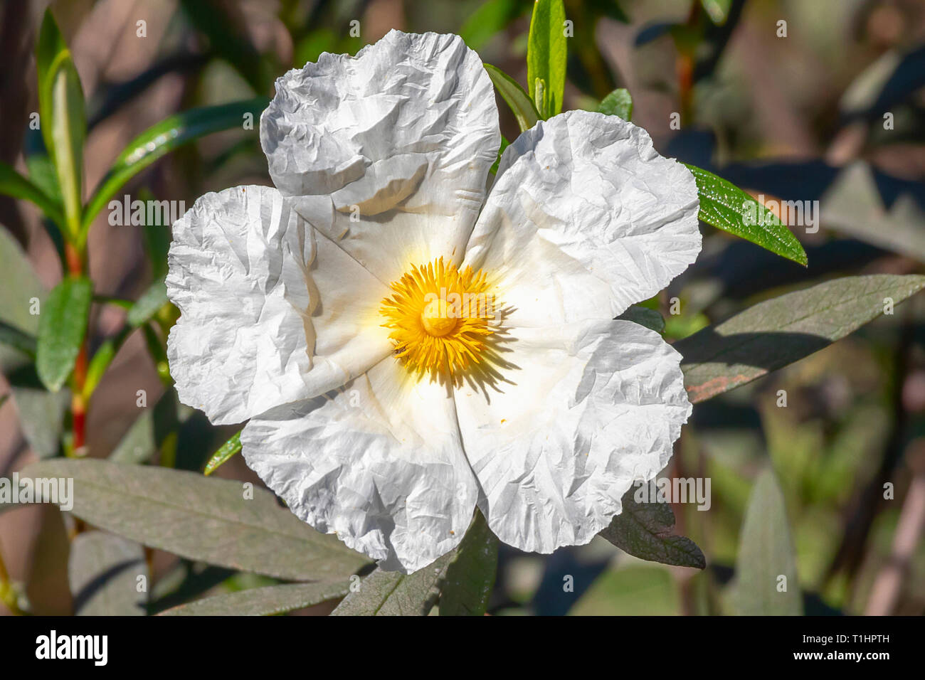 White rock-rose flower Stock Photo - Alamy