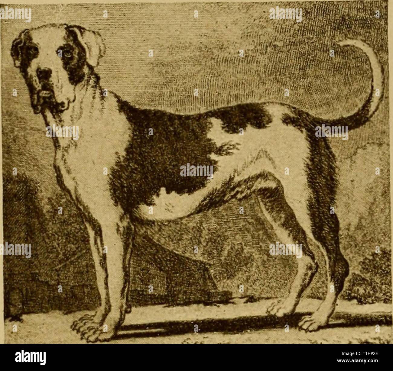 The dog book a Stock Photo - Alamy