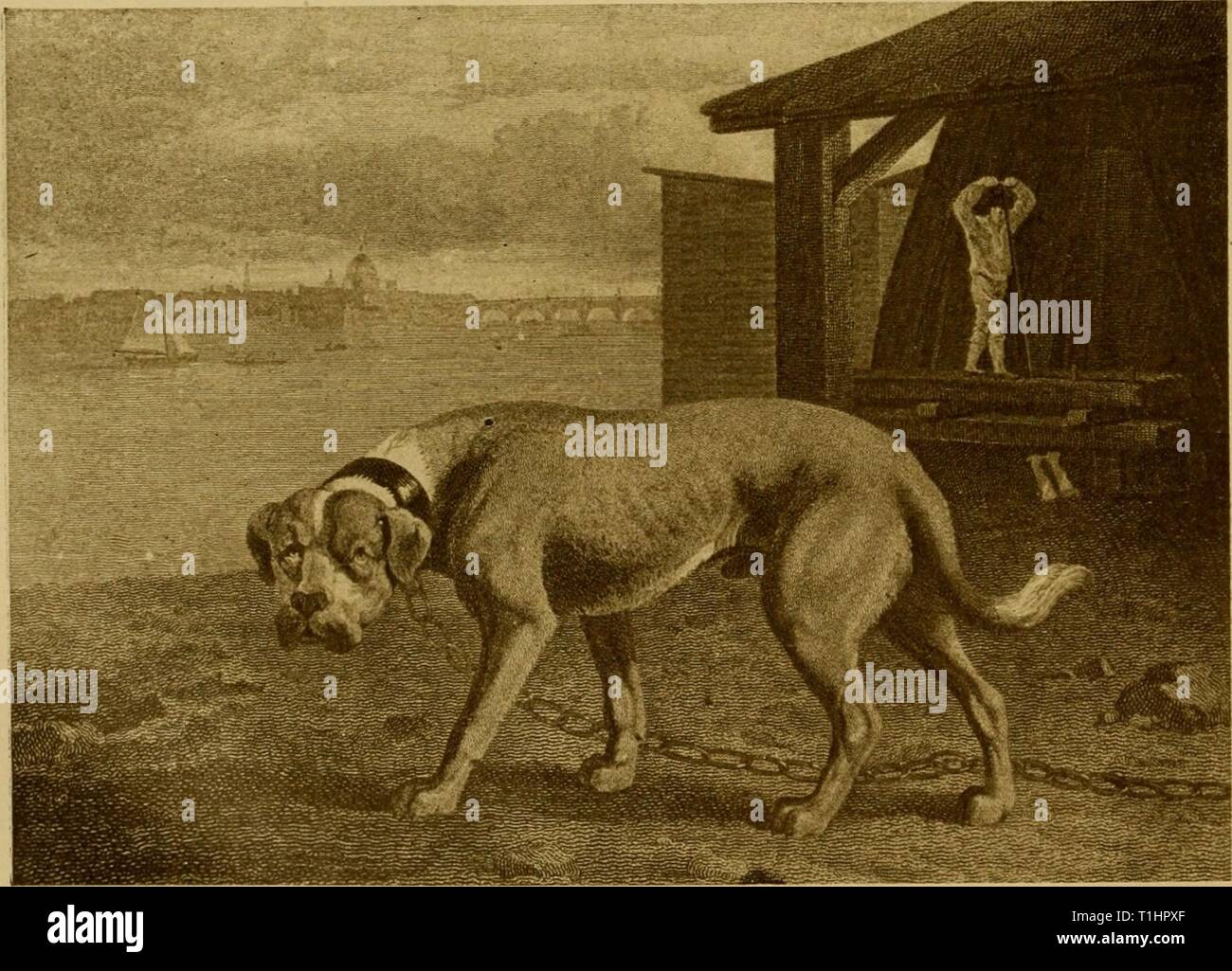 The dog book a Stock Photo - Alamy