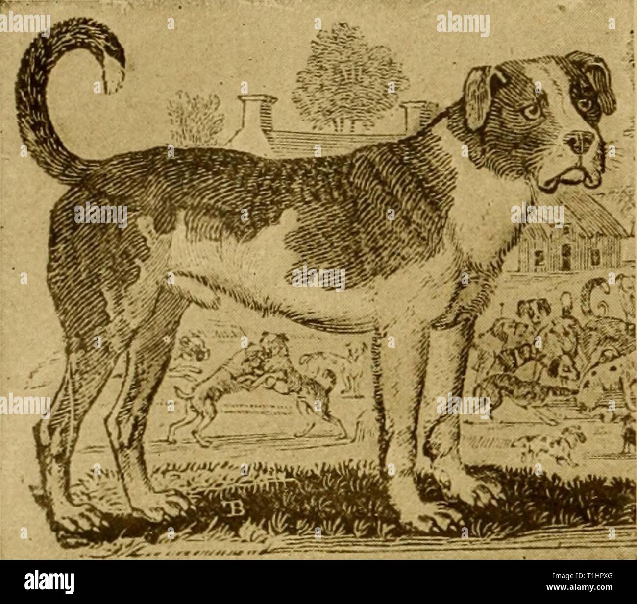 The dog book a Stock Photo - Alamy