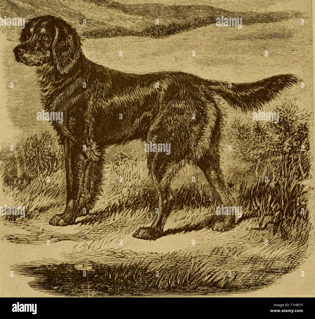 The dog book a Stock Photo - Alamy