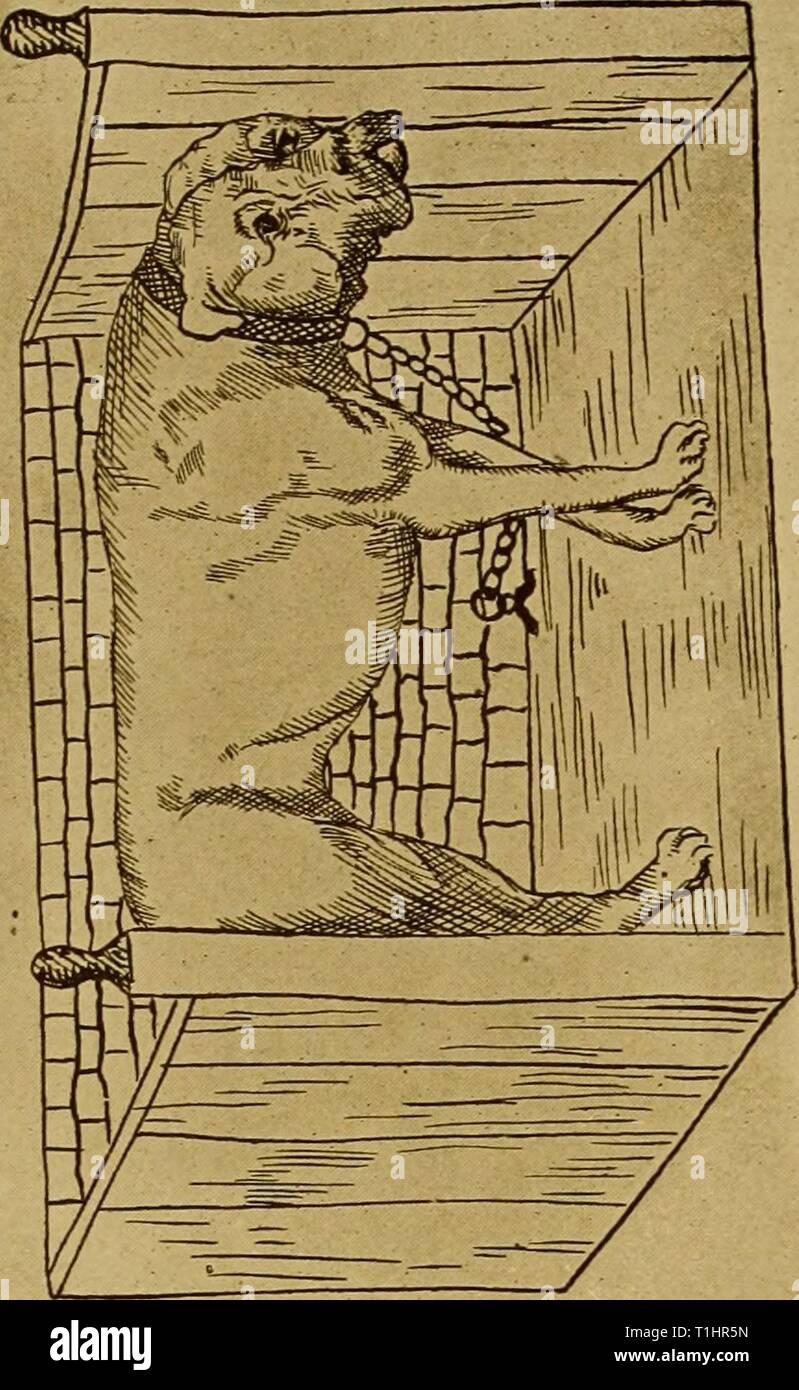 The dog book a Stock Photo - Alamy