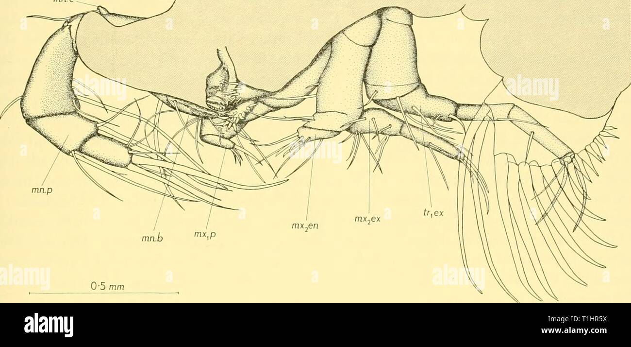 Apical claw hi-res stock photography and images - Alamy
