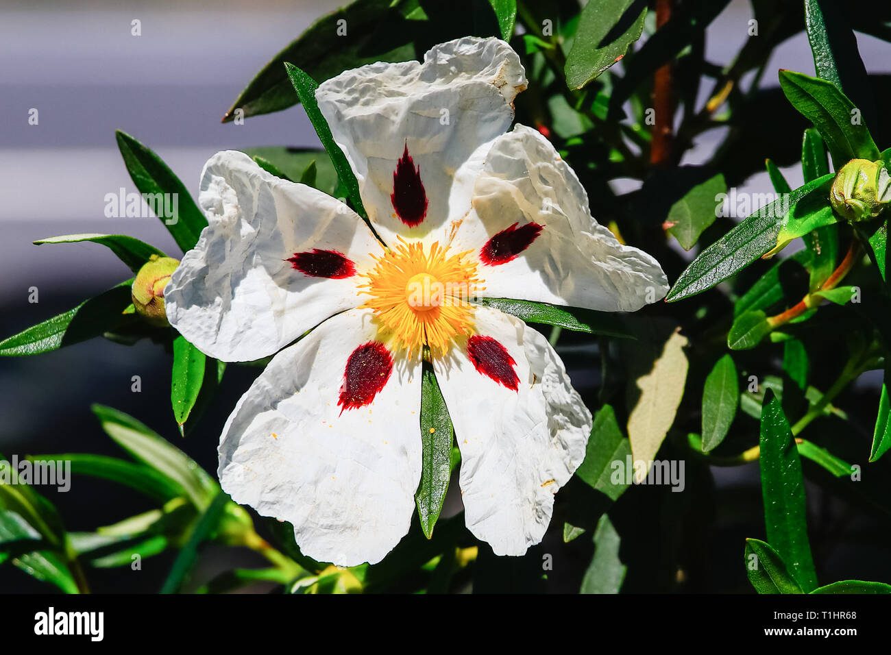 White rockrose flower in Mediterranean spring, Cistus salviifolius ...
