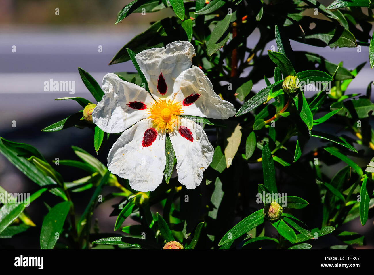 White rockrose flower in Mediterranean spring, Cistus salviifolius ...