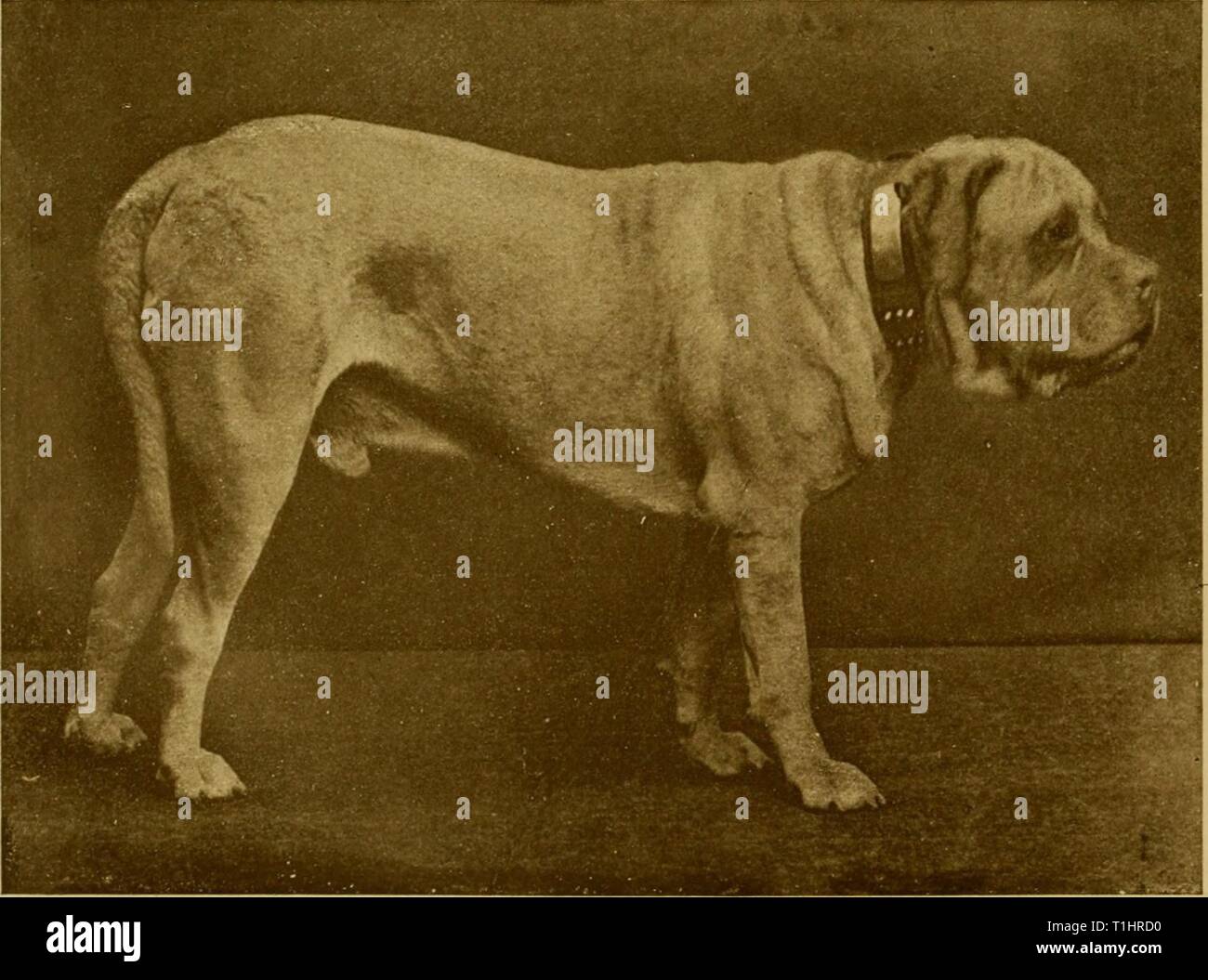 The dog book a Stock Photo - Alamy