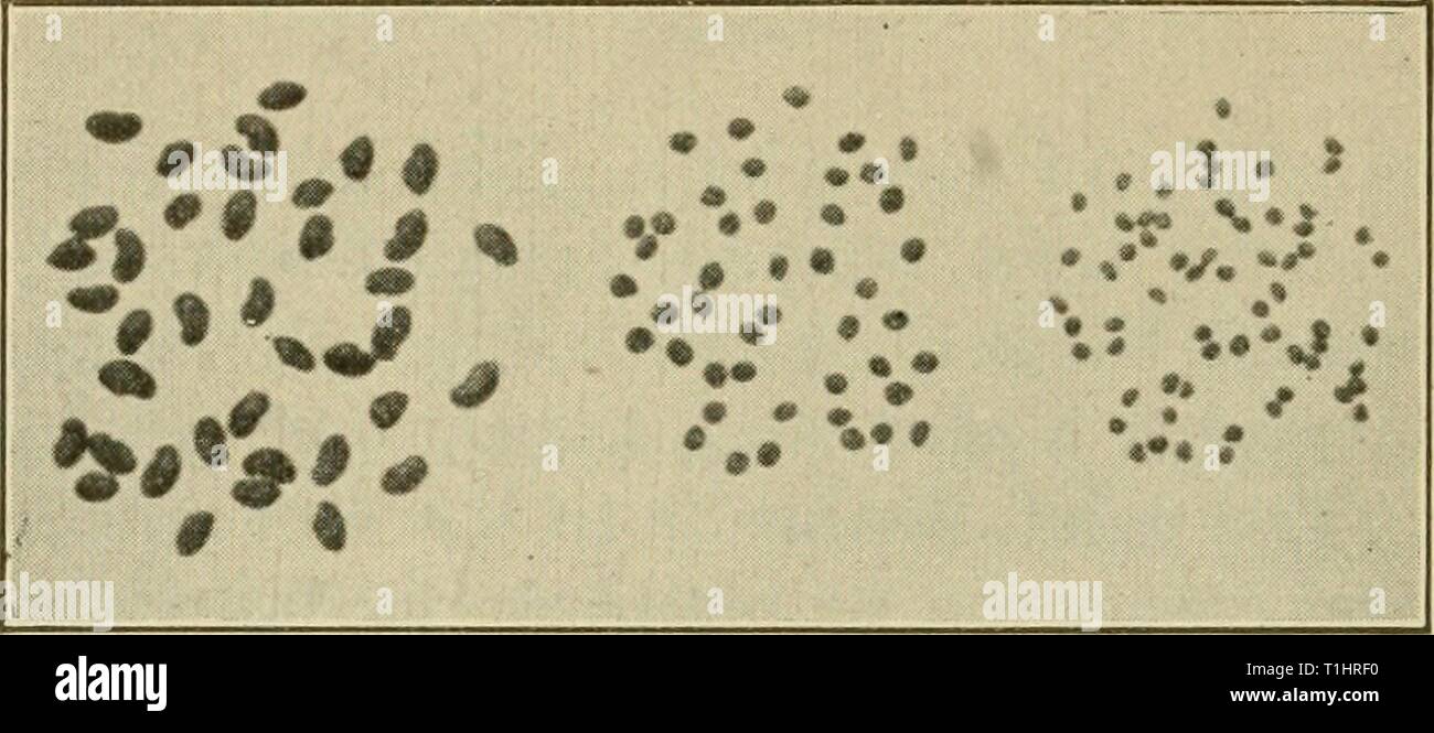 Large seeded alfalfa dodder hi-res stock photography and images - Alamy