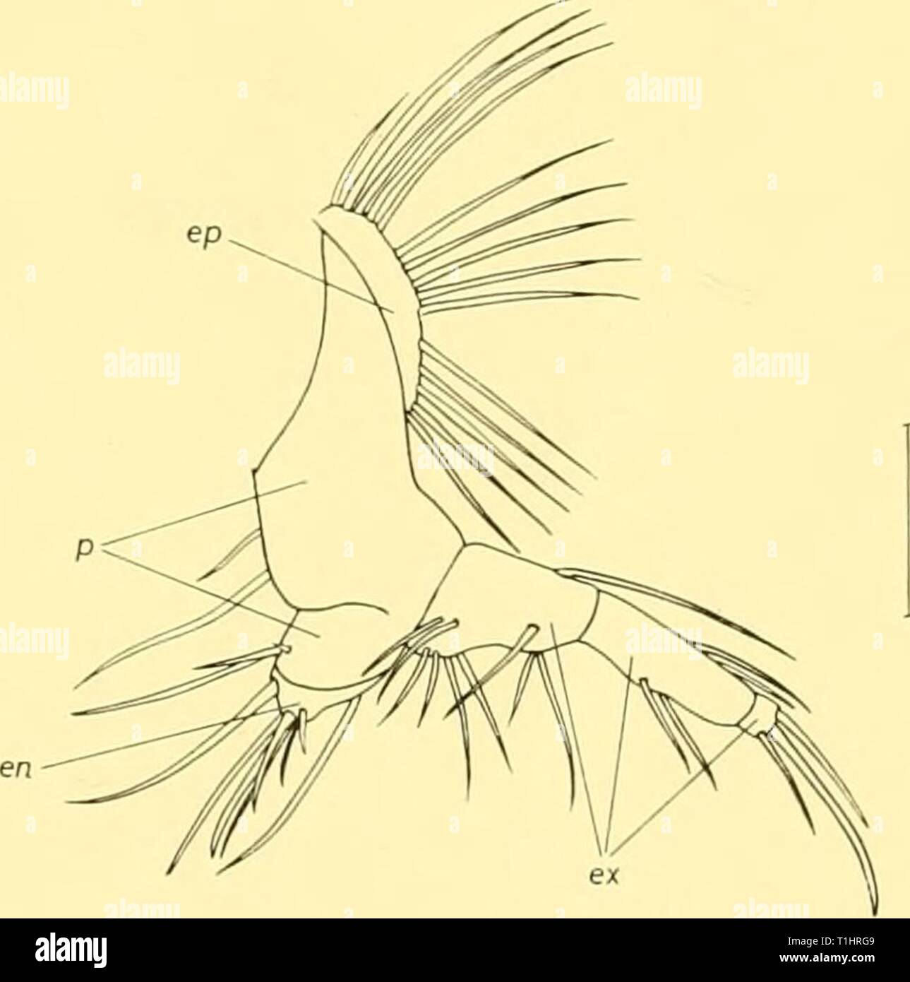 Appendage structure hi-res stock photography and images - Alamy