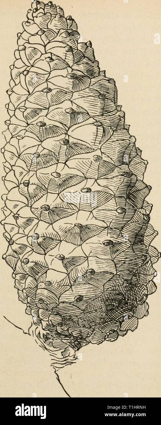 Pinus pinea drawing hi-res stock photography and images - Alamy