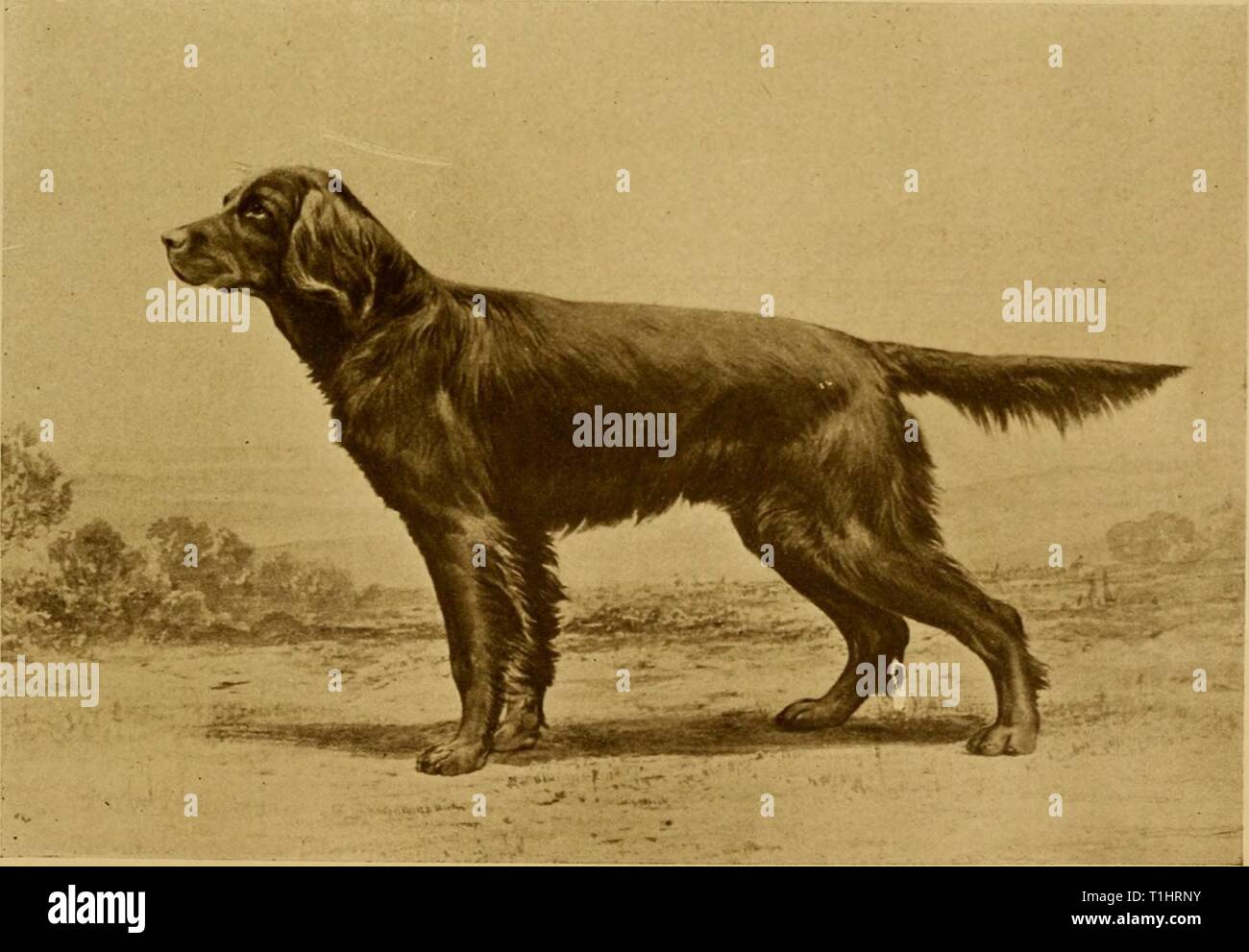 The dog book a Stock Photo - Alamy