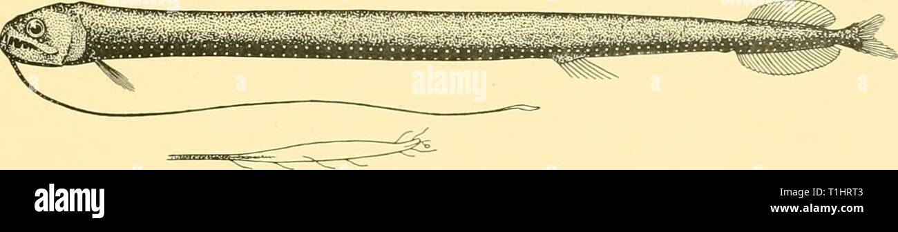 Discovery reports (1929) Discovery reports discoveryreports21931inst ...