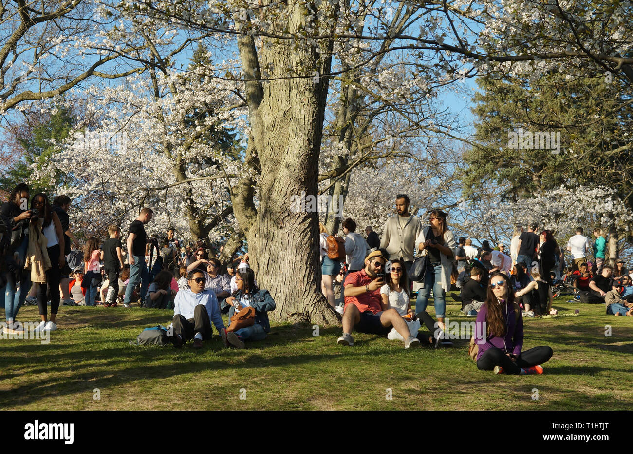 Sakura cherry trees hi-res stock photography and images - Alamy