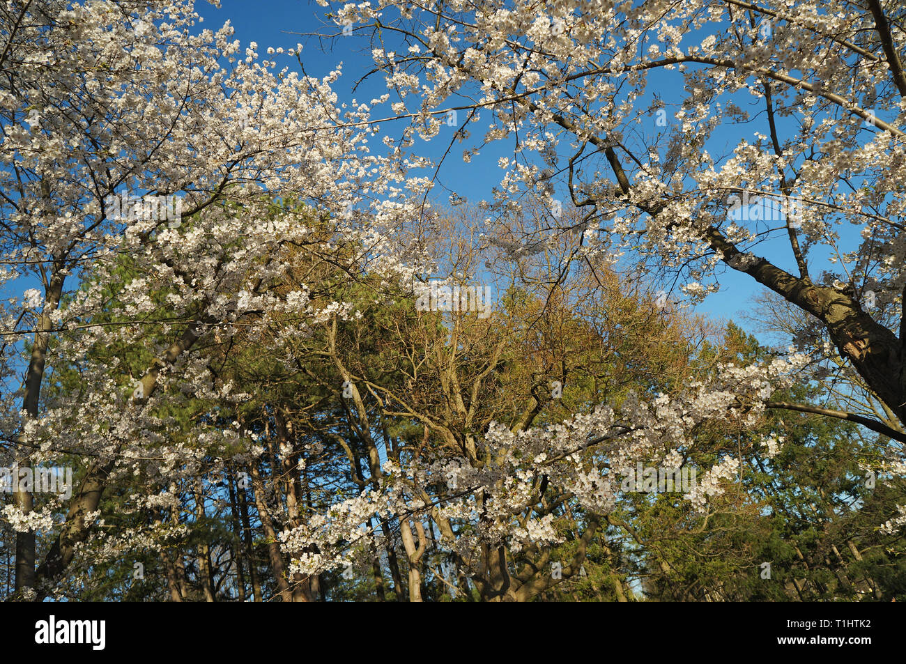 Toronto, Canada - 05 09 2018: High Park Toronto attracts many visitors ...