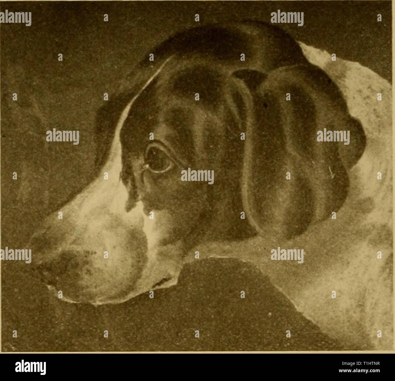 The dog book a Stock Photo - Alamy