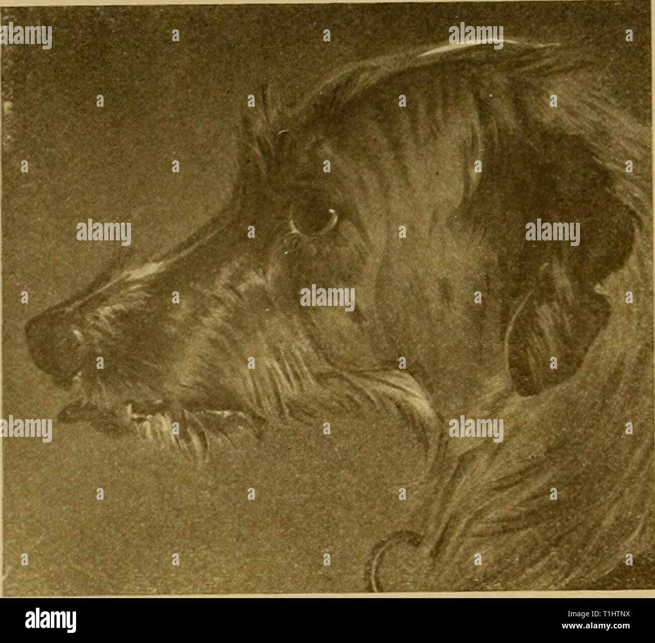 The dog book a Stock Photo - Alamy