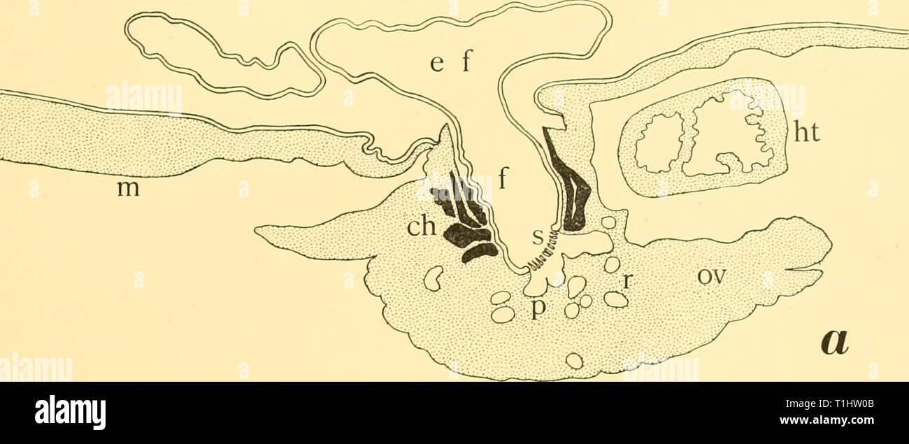 Discovery reports (1953) Discovery reports discoveryreports25inst Year ...