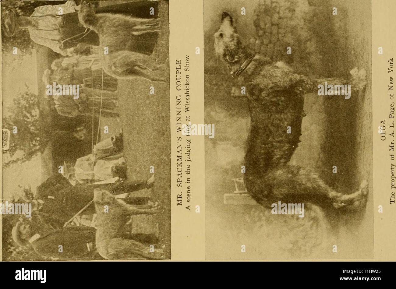 The dog book a Stock Photo - Alamy